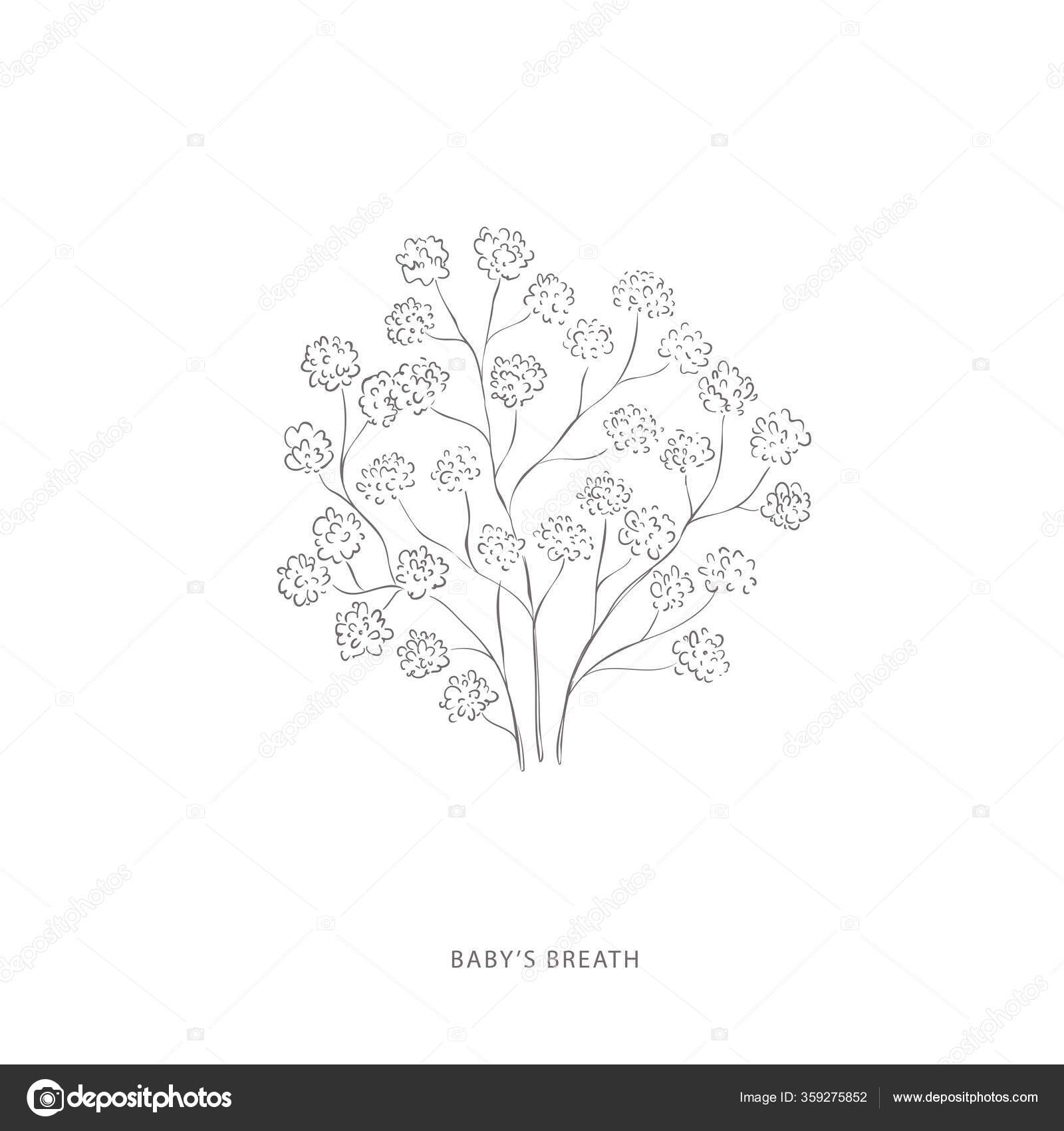Babys Breath Drawing