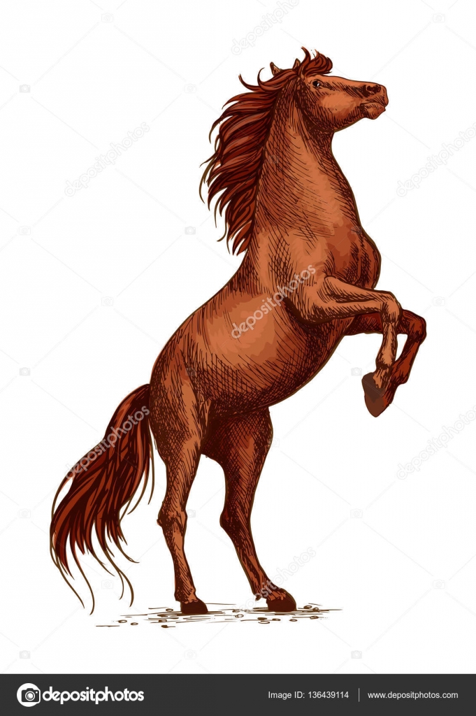 Wild arabian horse stallion raging and rearing Stock Vector Image by ...