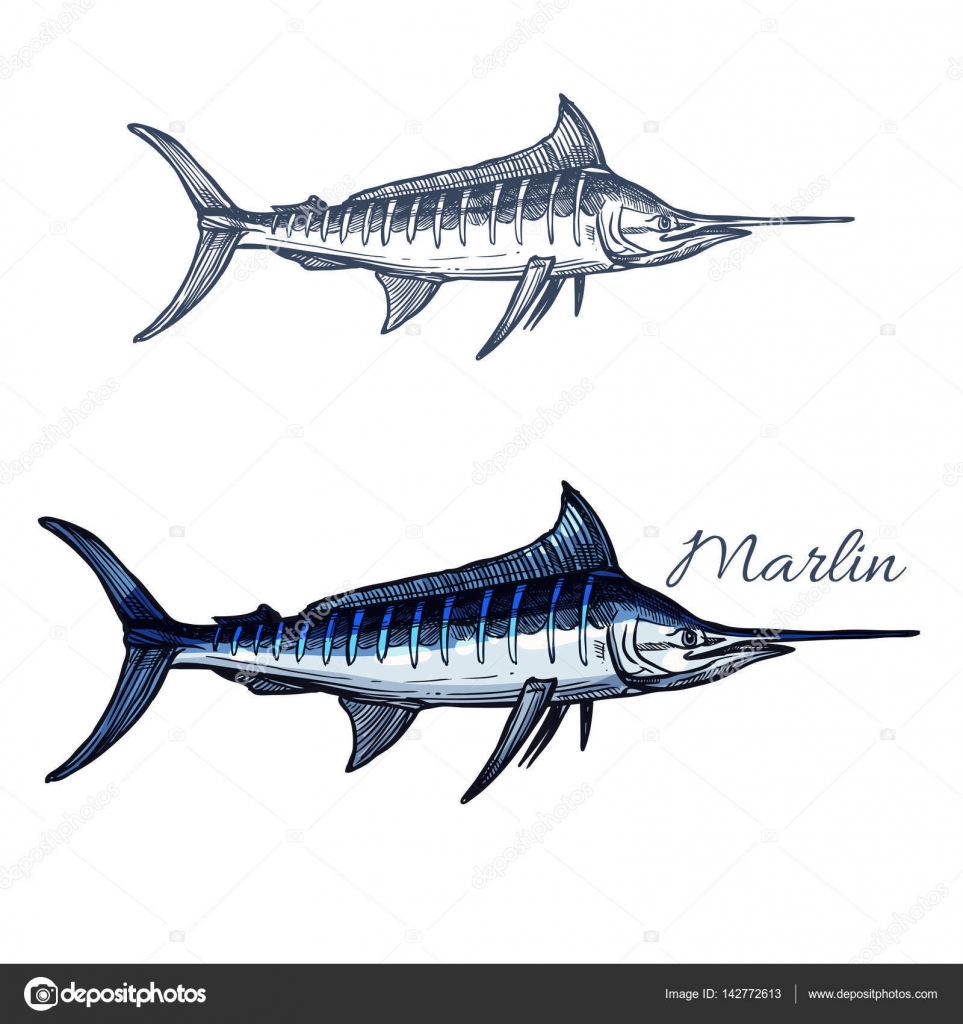 Marlin Fish Drawing