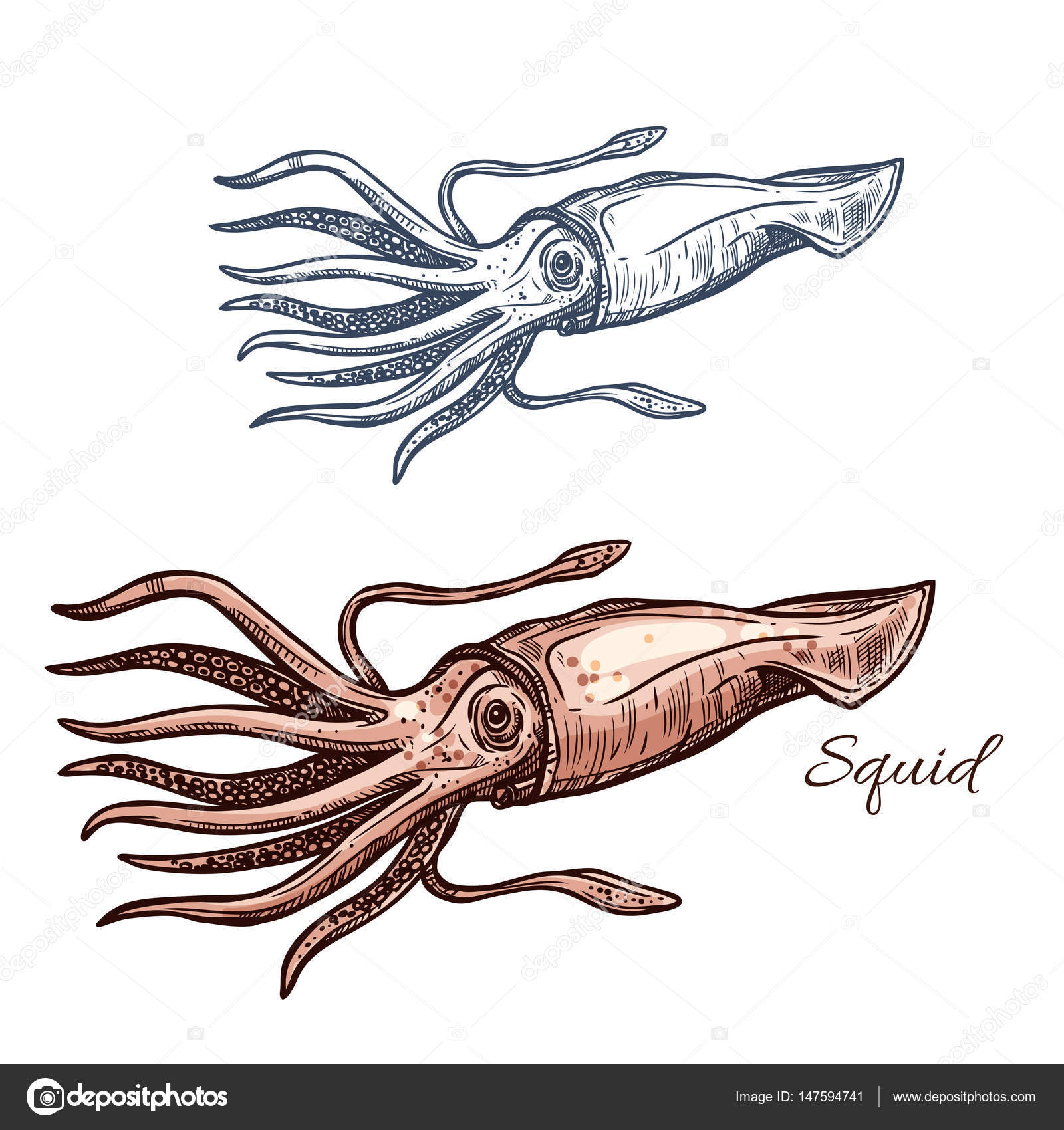 Squid Drawing Outline