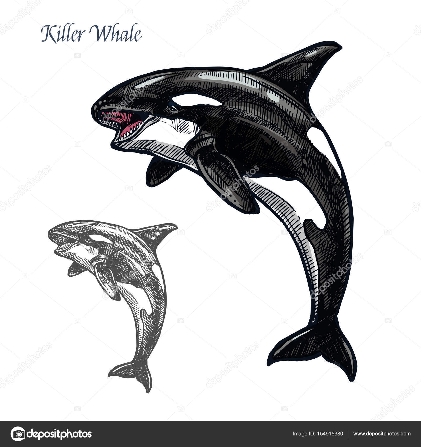 Orca Whale Drawing