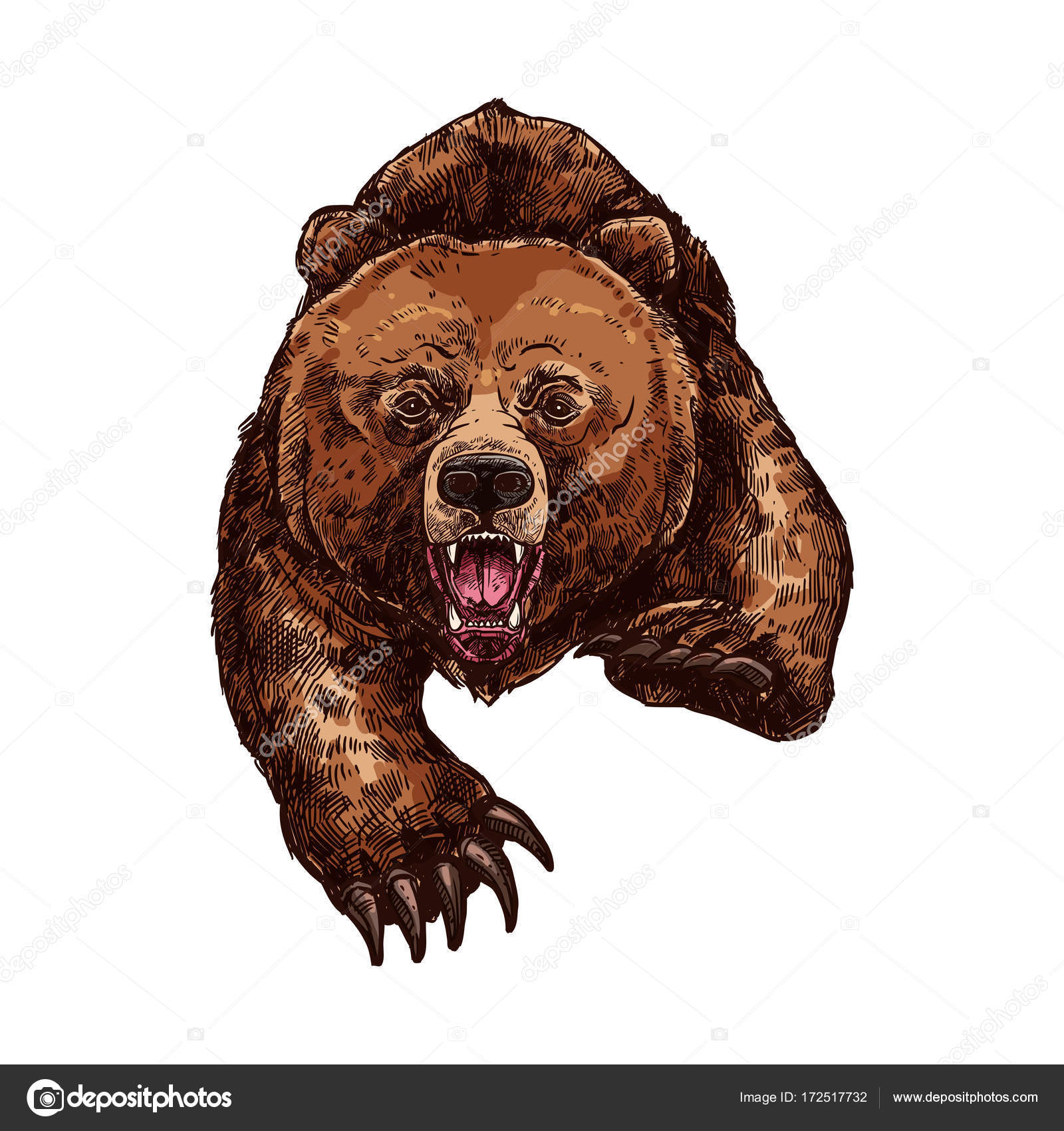 Grizzly Bear Drawing Roar