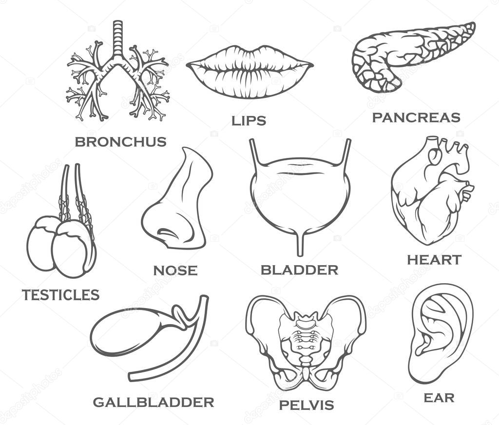 Body parts sketch | Vector icons of human internal organs sketch ...