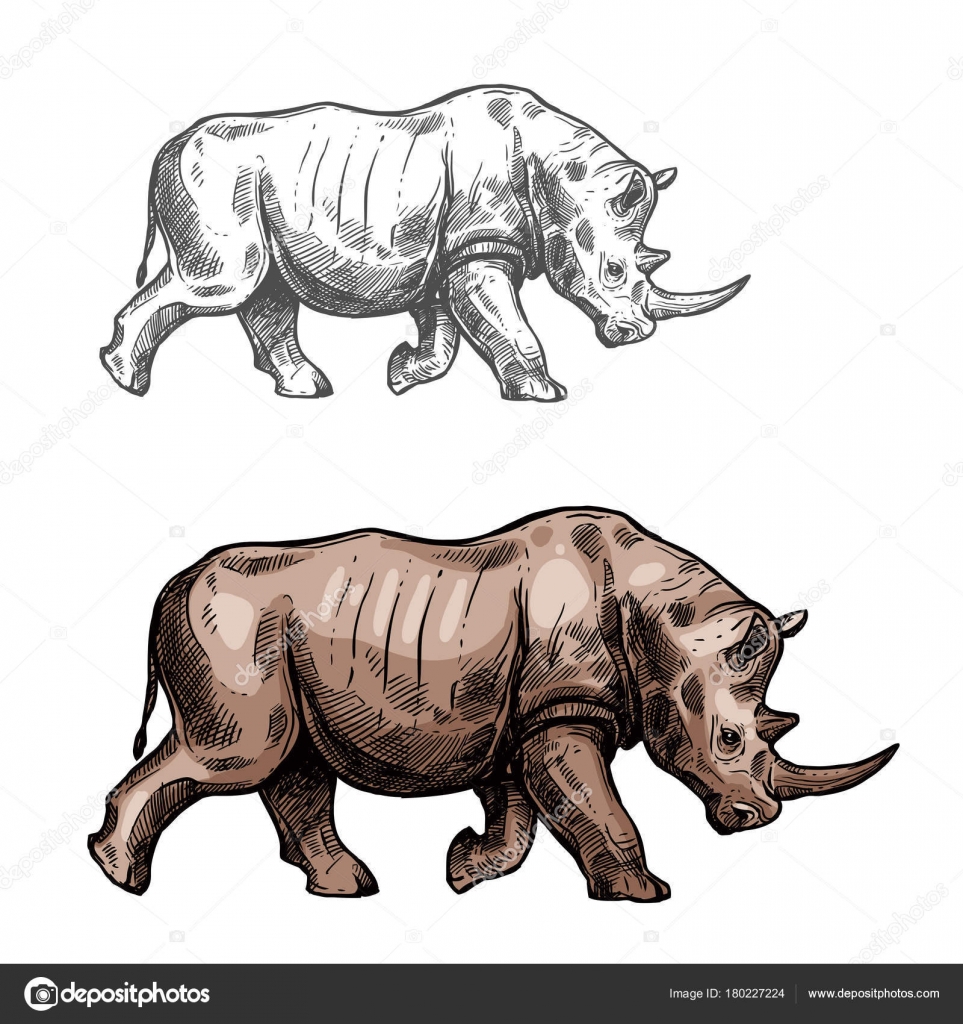 Charging Rhino Sketch
