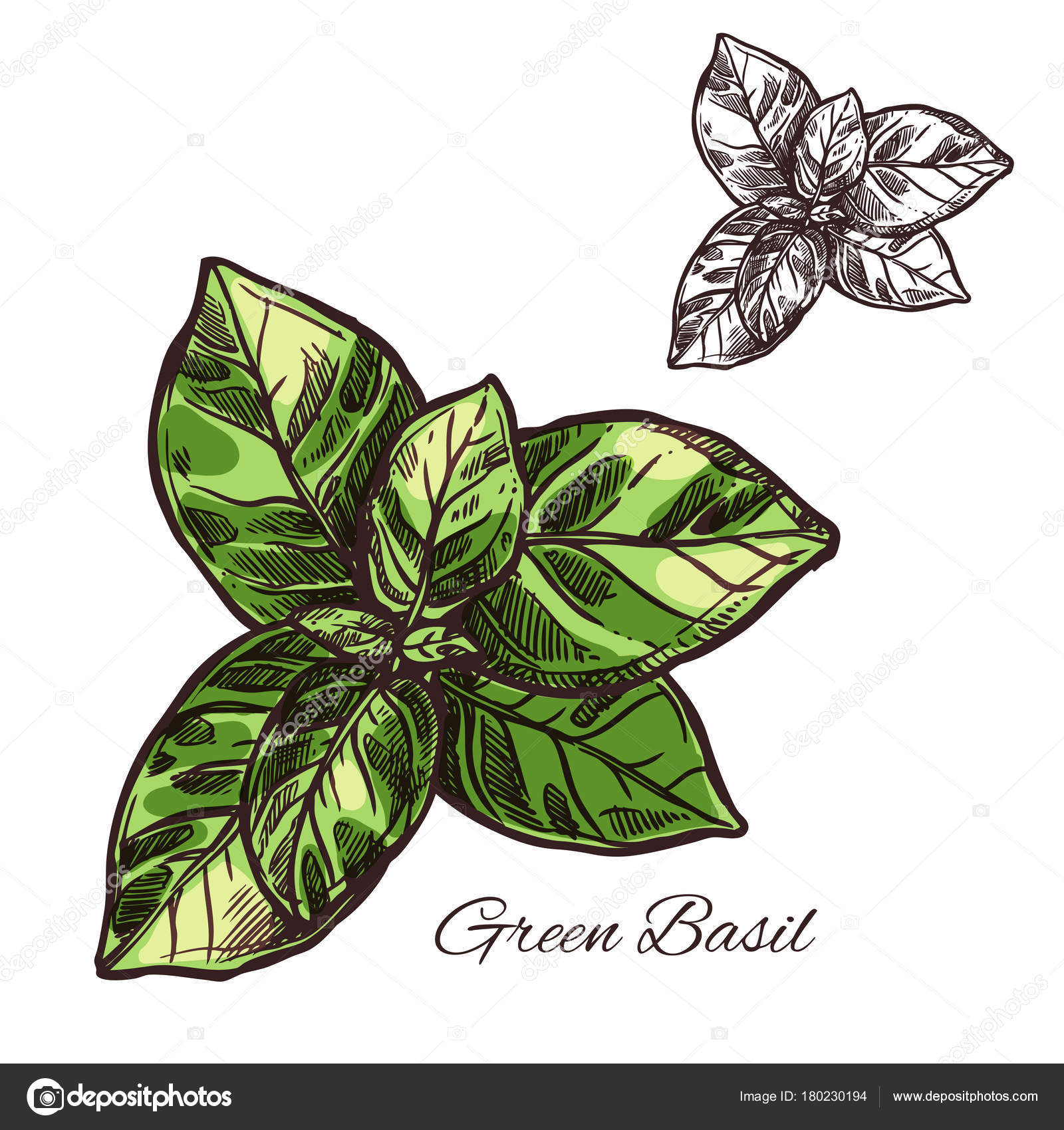 Green basil seasoning vector sketch plant icon Stock Vector Image by ...