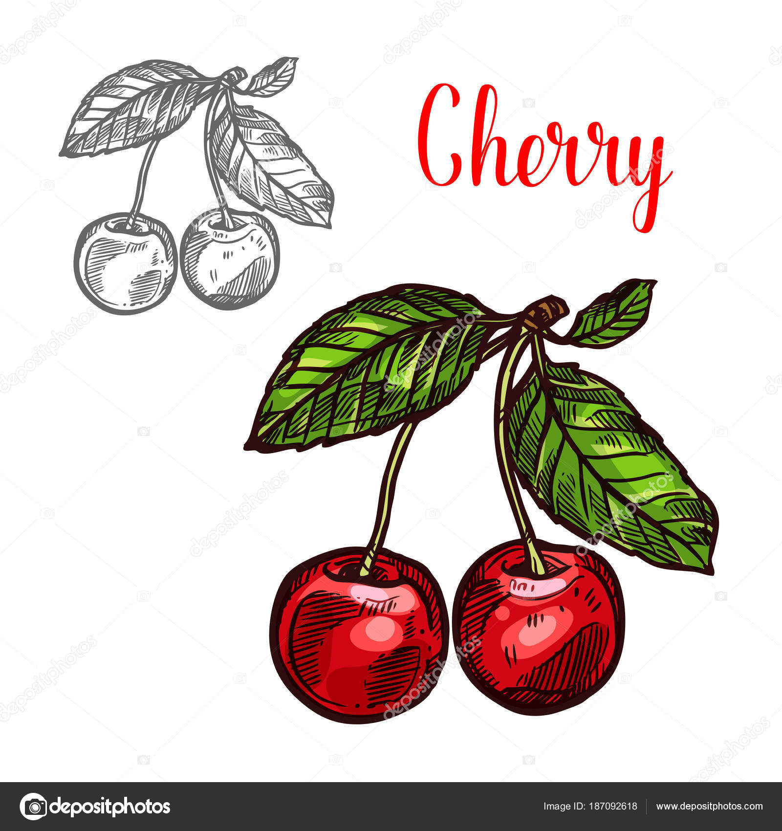 Cherry Fruit Drawing