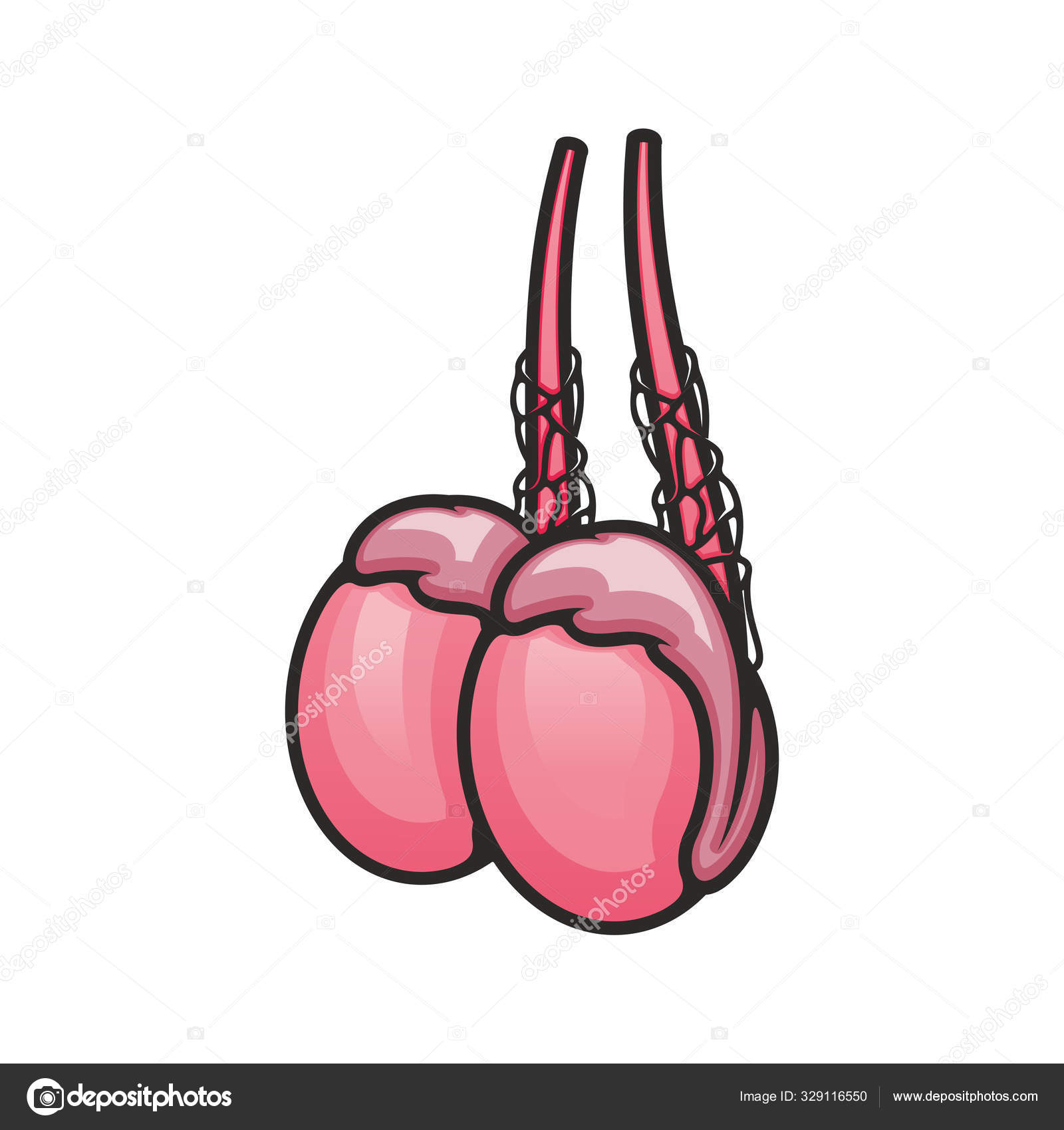 Menselijke testikels, mannelijke reproductieve systeem icoon ...