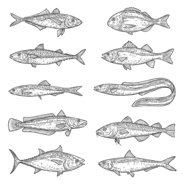 Fish freshwater vector 1 — Stock Vector © naturalistru #4801177 Fish freshwater vector 1 — Stock Vector © naturalistru #4801177