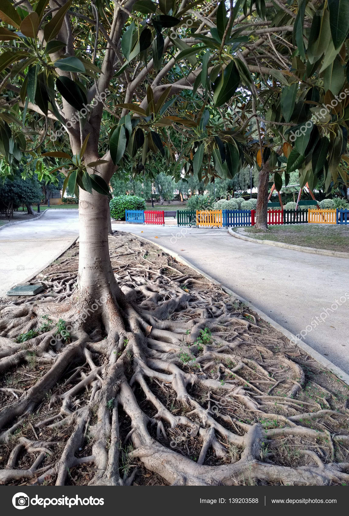 Ficus Tree Roots