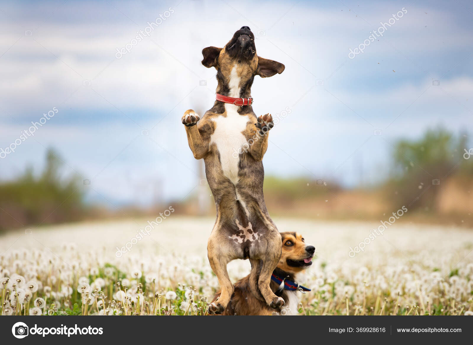 Two Cute Happy Dogs Have Fun Fluffy Dandelion Field — Stock Photo ...