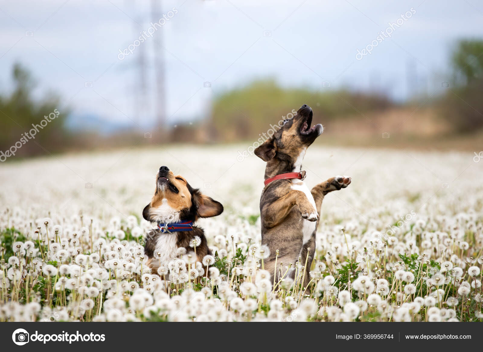 Two Cute Happy Dogs Have Fun Fluffy Dandelion Field — Stock Photo ...