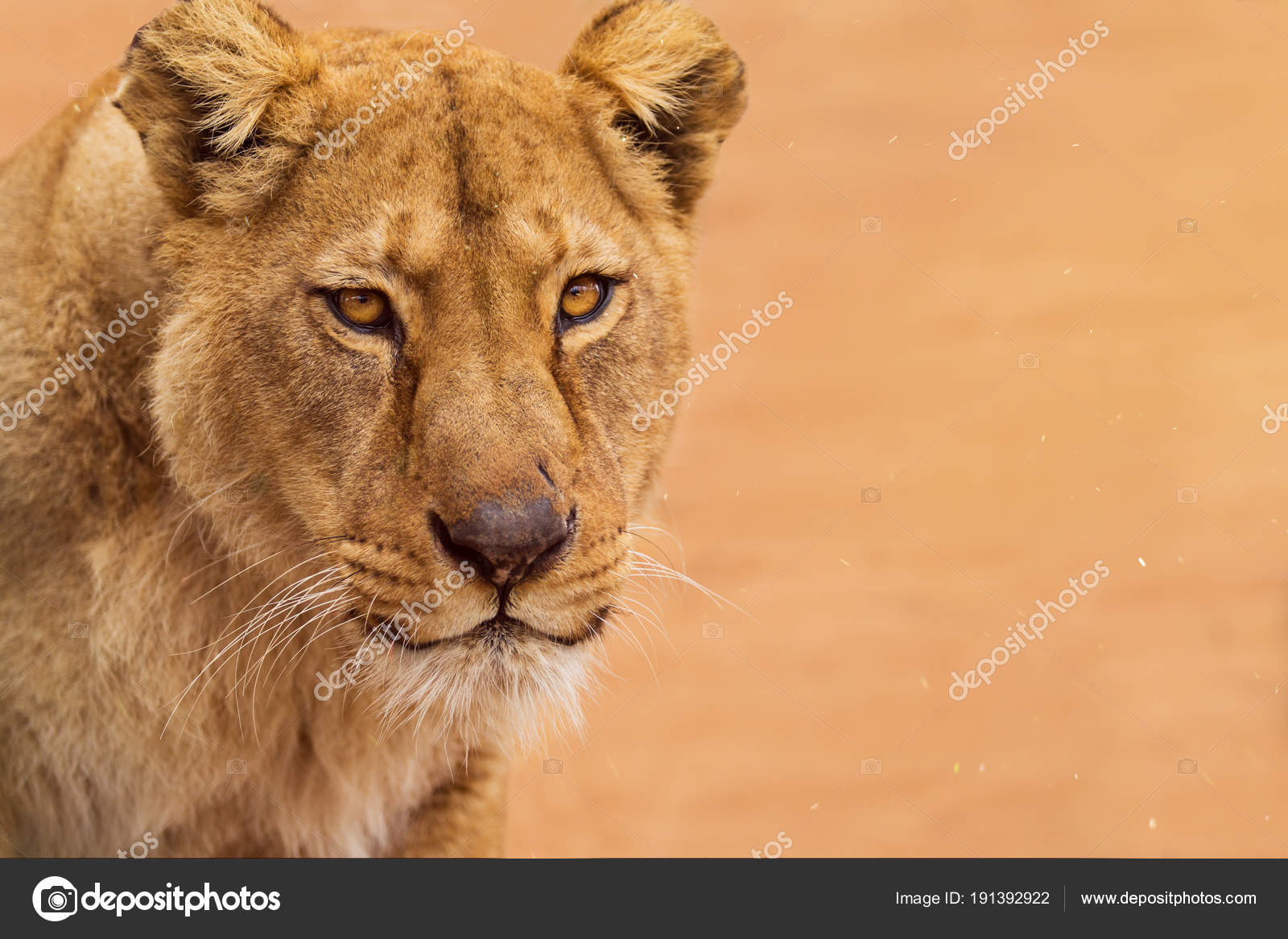 Female Lion Head