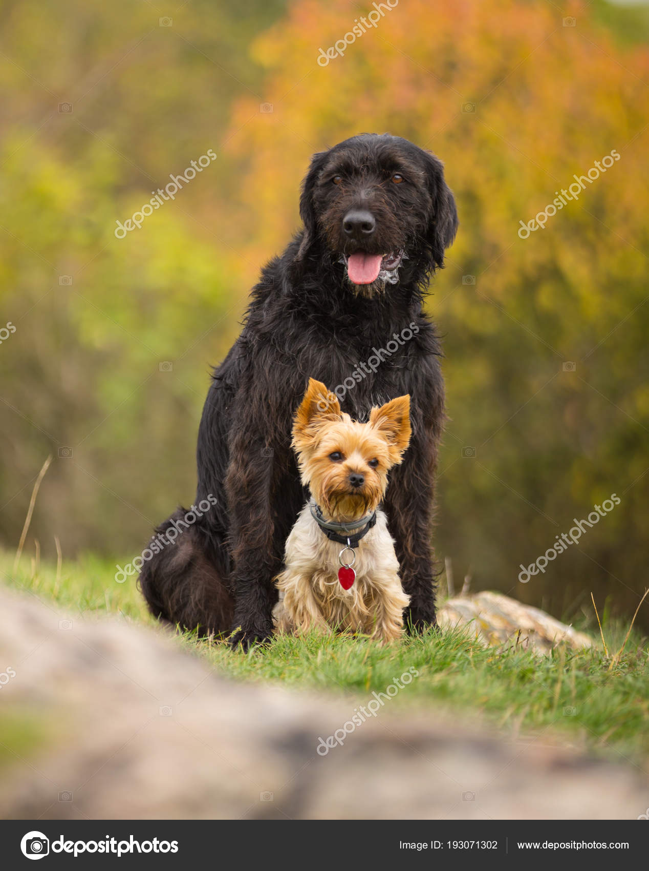 Dos perros posando juntos .: fotografía de stock © Kesu01 #193071302 ...