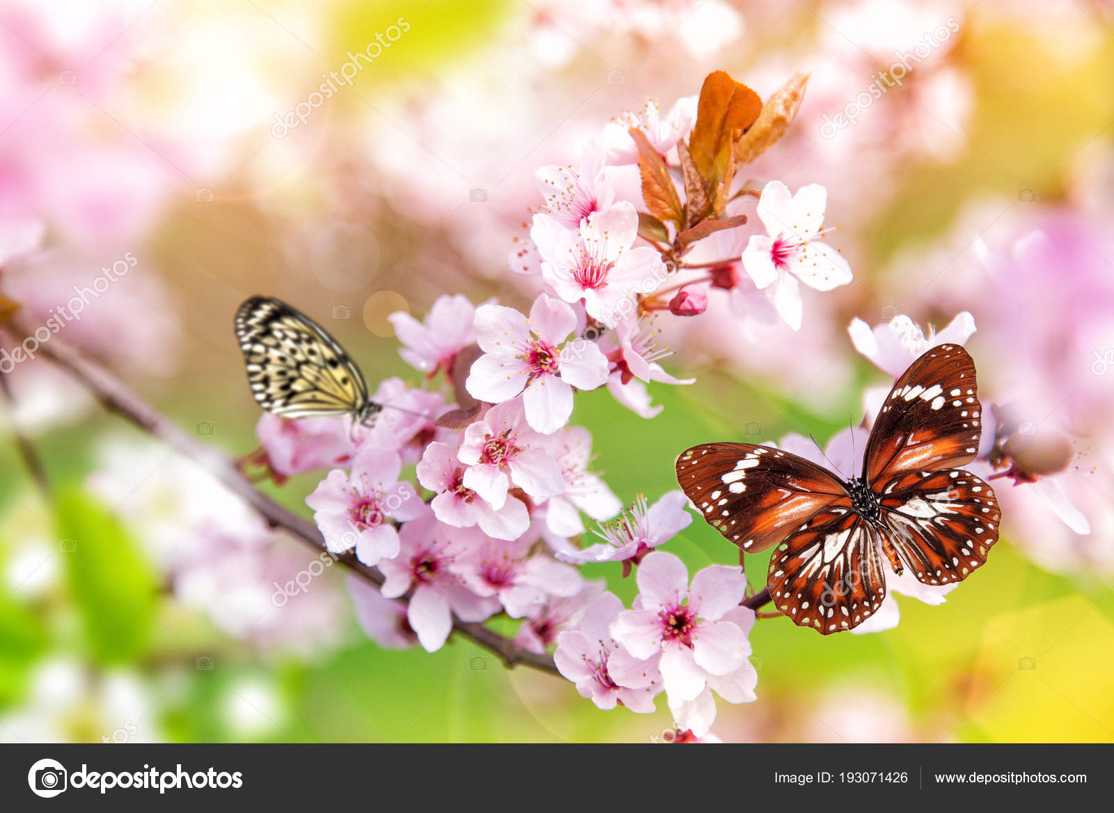 Spring blossoms with exotic butterfly. ⬇ Stock Photo, Image by © Kesu01 ...