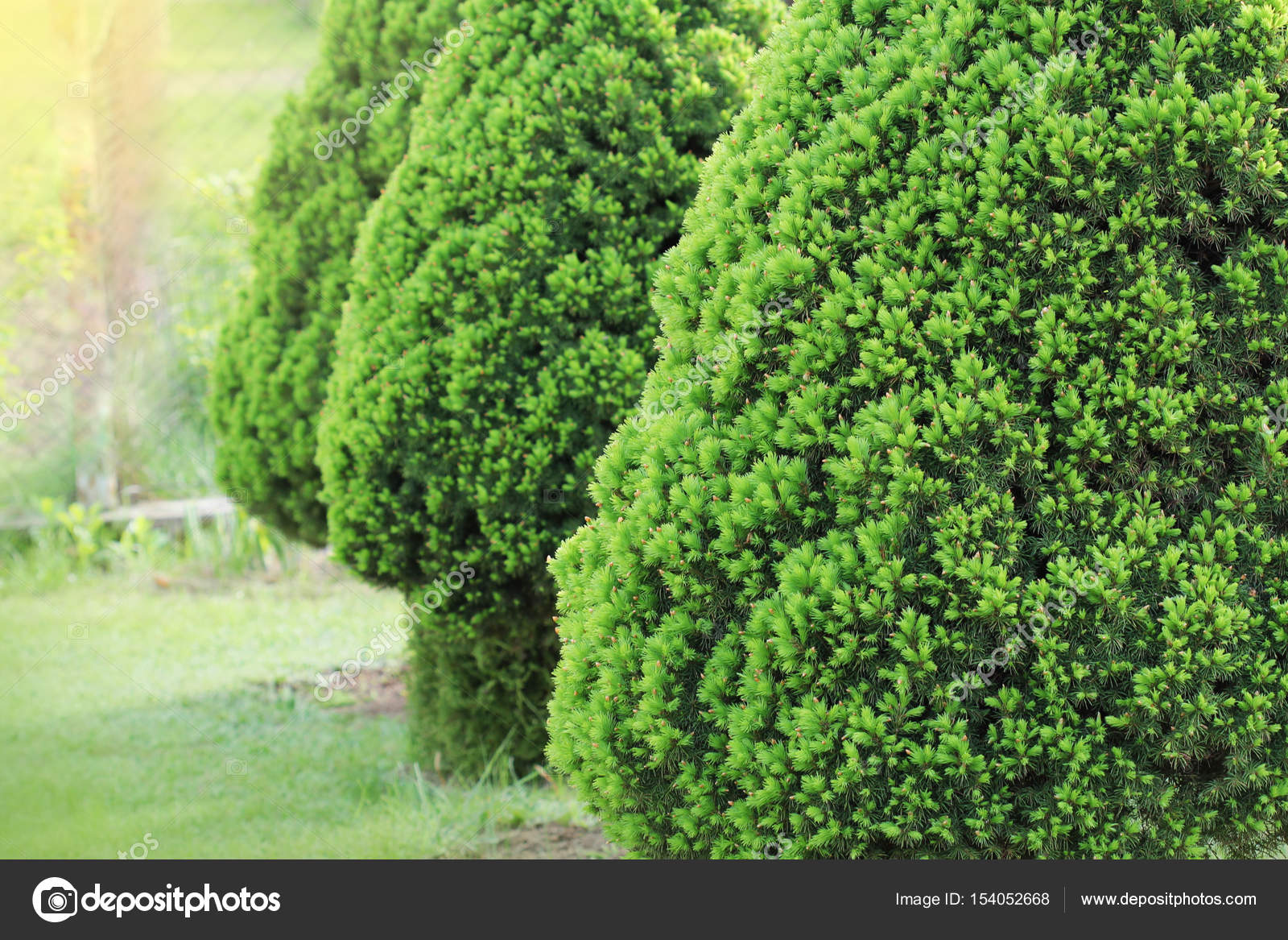 Cat spruce | Picea glauca Conica dwarf decorative coniferous evergreen ...
