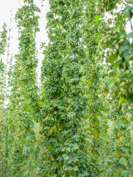 Hops yard. Hops plants climbing of special supported strings or - Stock ...