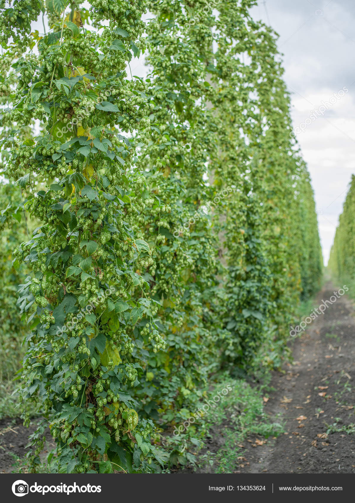Hops yard. Hops plants climbing of special supported strings or — Stock ...
