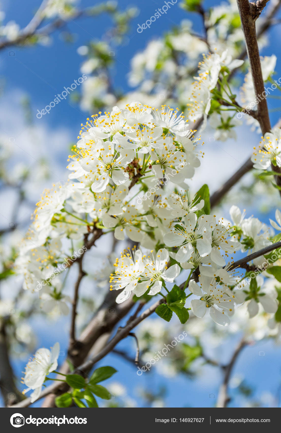 Plum tree in blossom. Bright spring sky on the background. Stock Photo ...