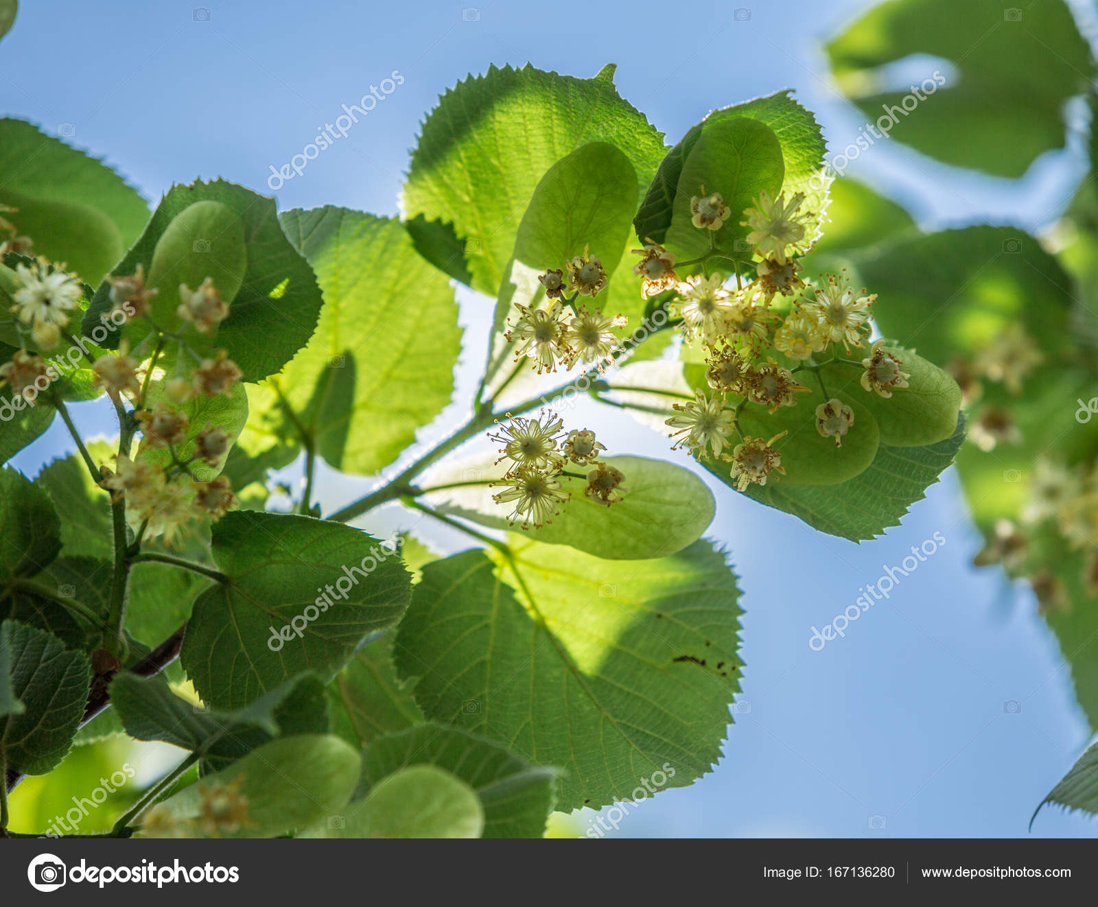 Linden Tree Leaf