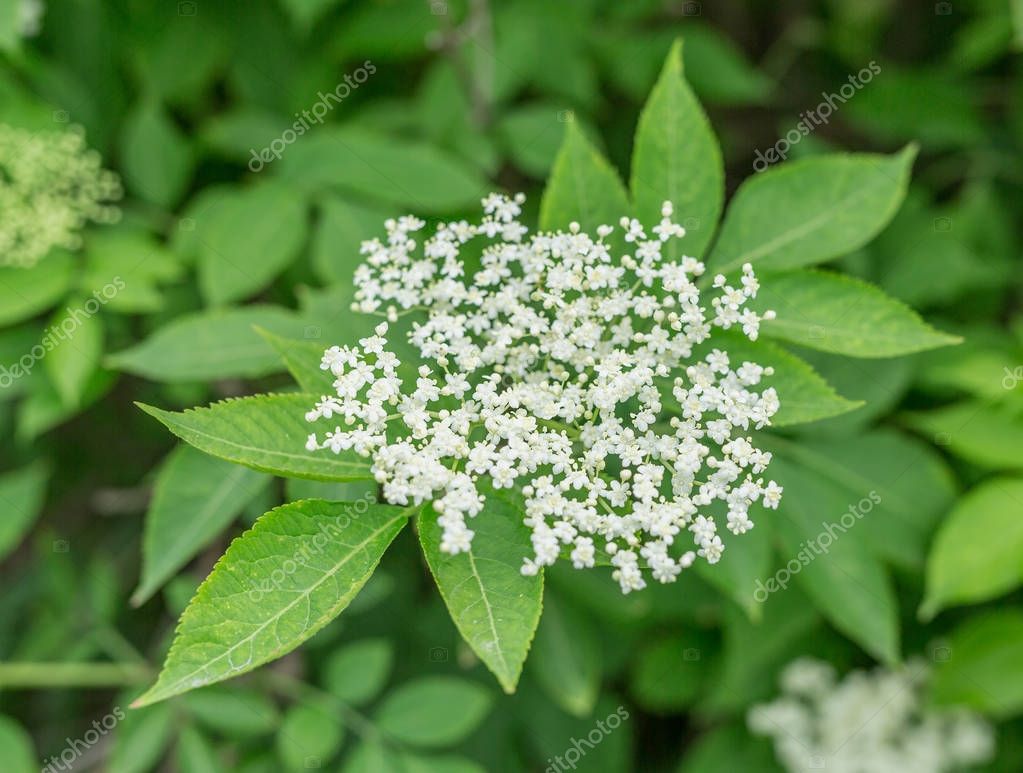 Árbol de saúco en flor. Fondo de naturaleza. 2023