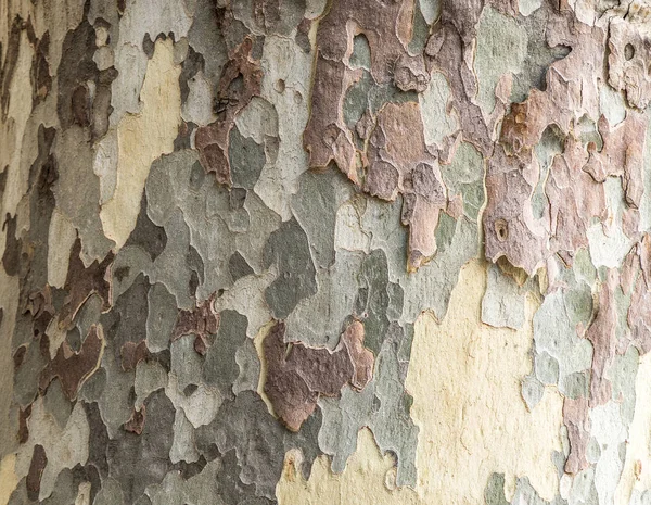 ᐈ Platane tree stock photos, Royalty Free platanus images | download on ...