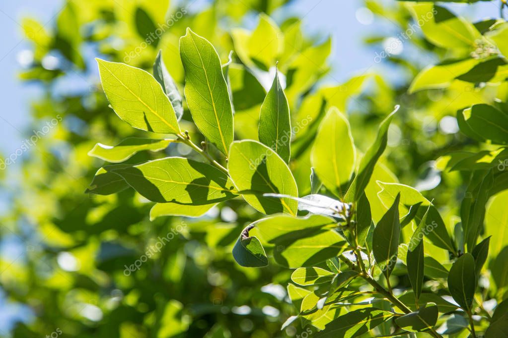 Picture: a green bay tree | Laurel shrub or bay tree. — Stock Photo ...