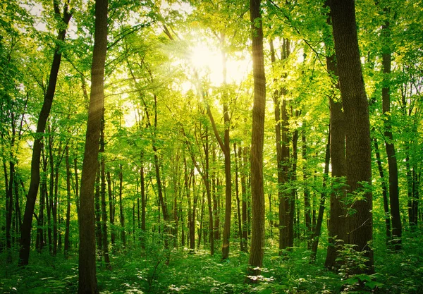Sun in deep forest — Stock Photo © Iakov #4494376