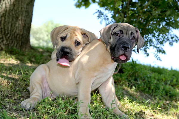 African dog breeds Stock Photos, Royalty Free African dog breeds Images ...