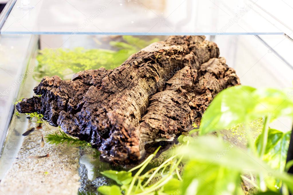 Peque o terrap n refugi ndose detr s de plantas verdes en un tanque o ...