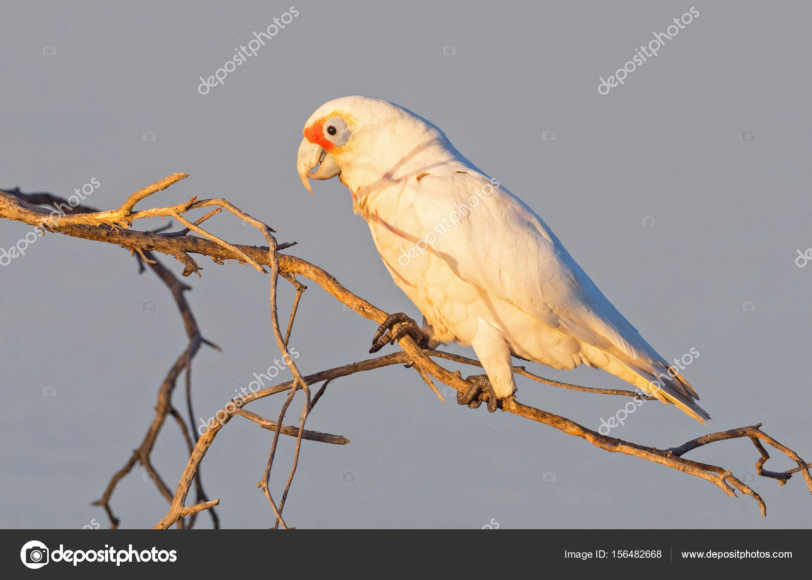 Western Corella on a Branch Stock Photo by ©zambezi 156482668