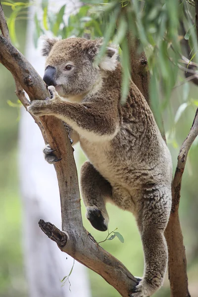 Koala climbing on a tree — Stock Photo © boggy22 #141039336