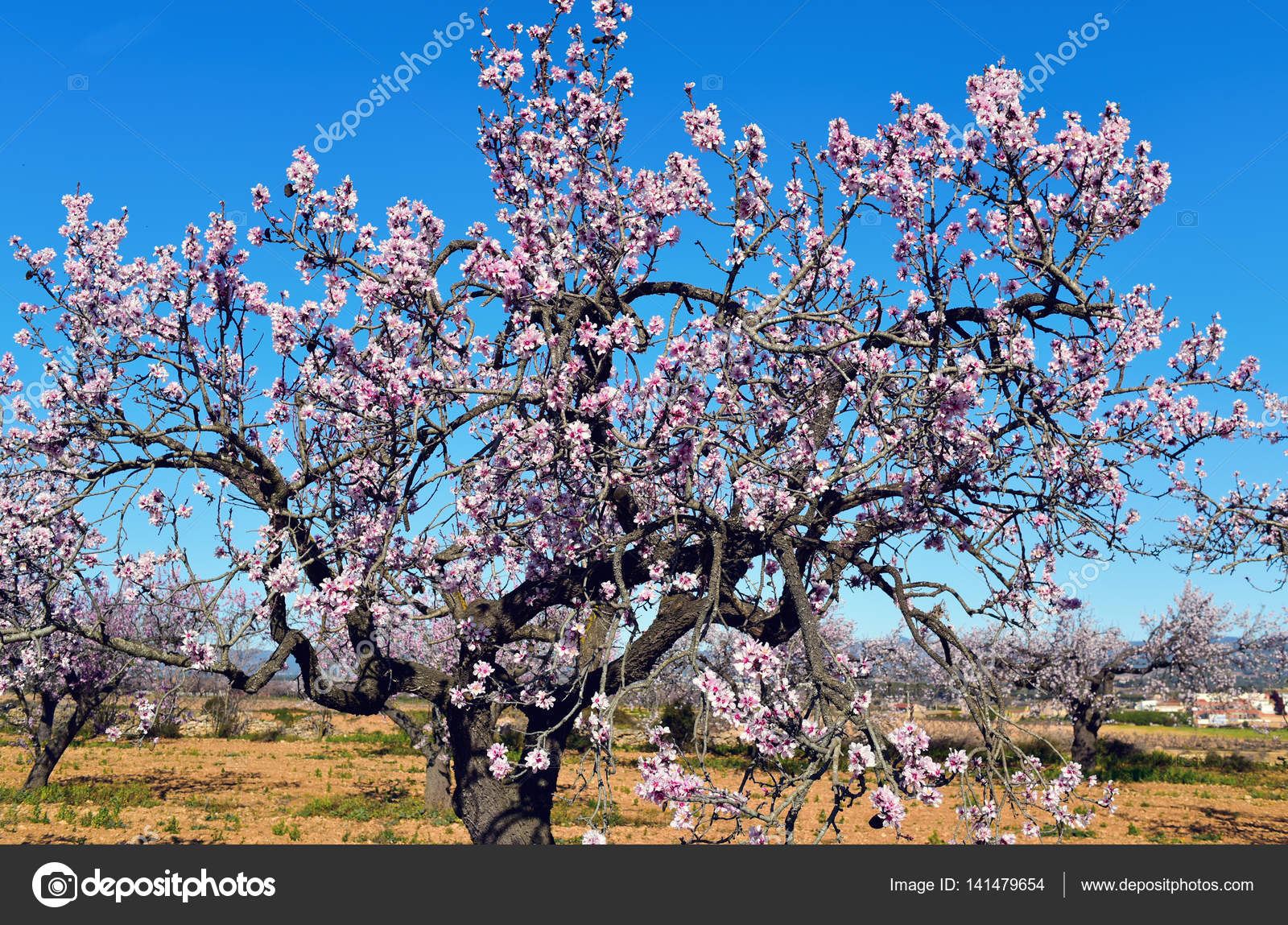 Almond trees in full bloom — Stock Photo © nito103 #141479654