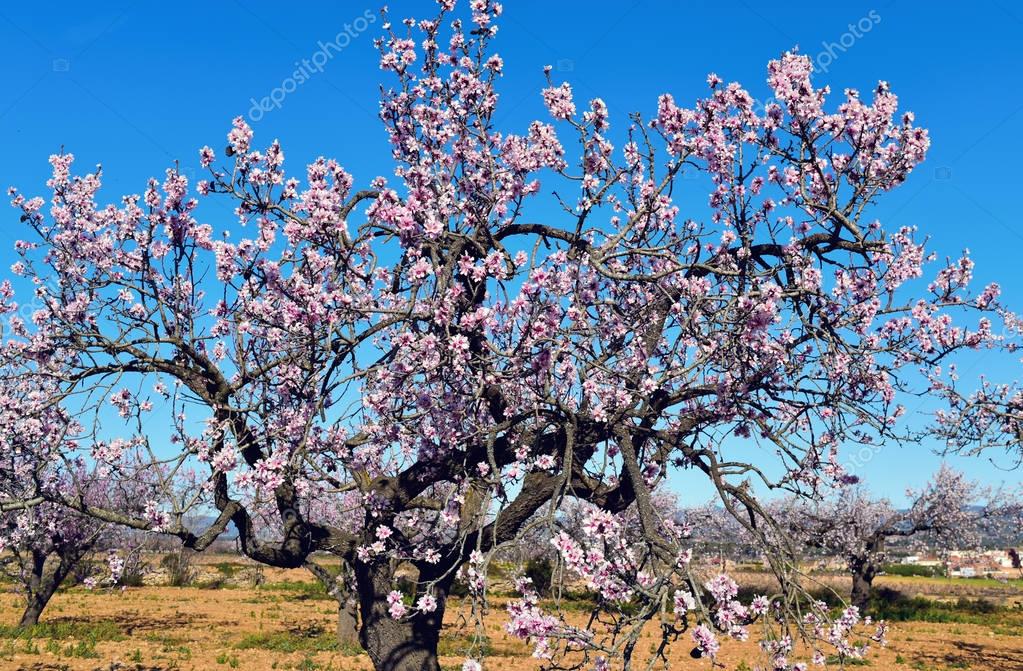 Almond trees in full bloom — Stock Photo © nito103 #141479654