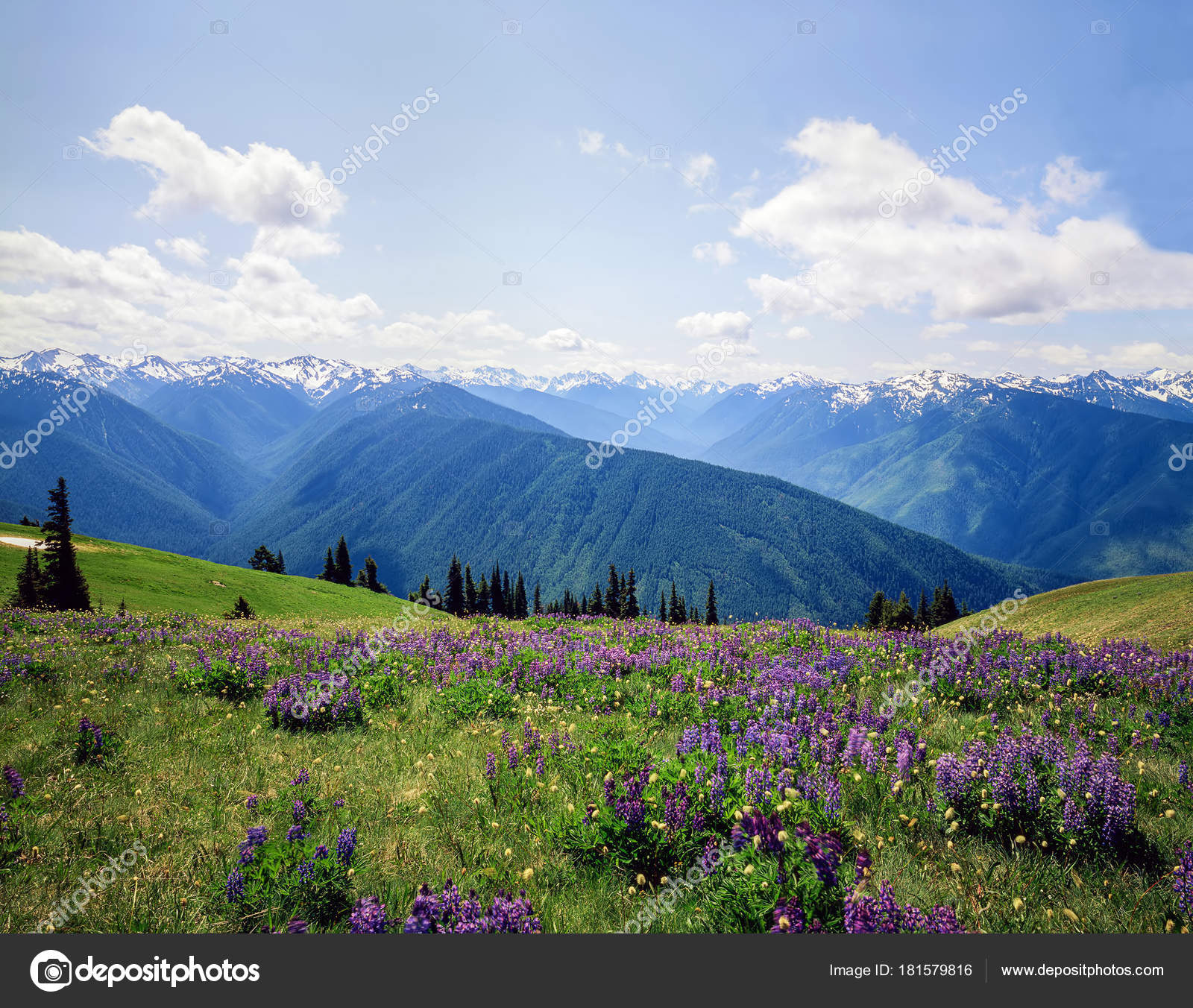 Hurricane Ridge, Washington — Stock Photo © julof77 #181579816