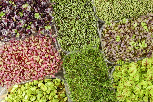 Microgreens Stock Photos, Royalty Free Microgreens Images | Depositphotos