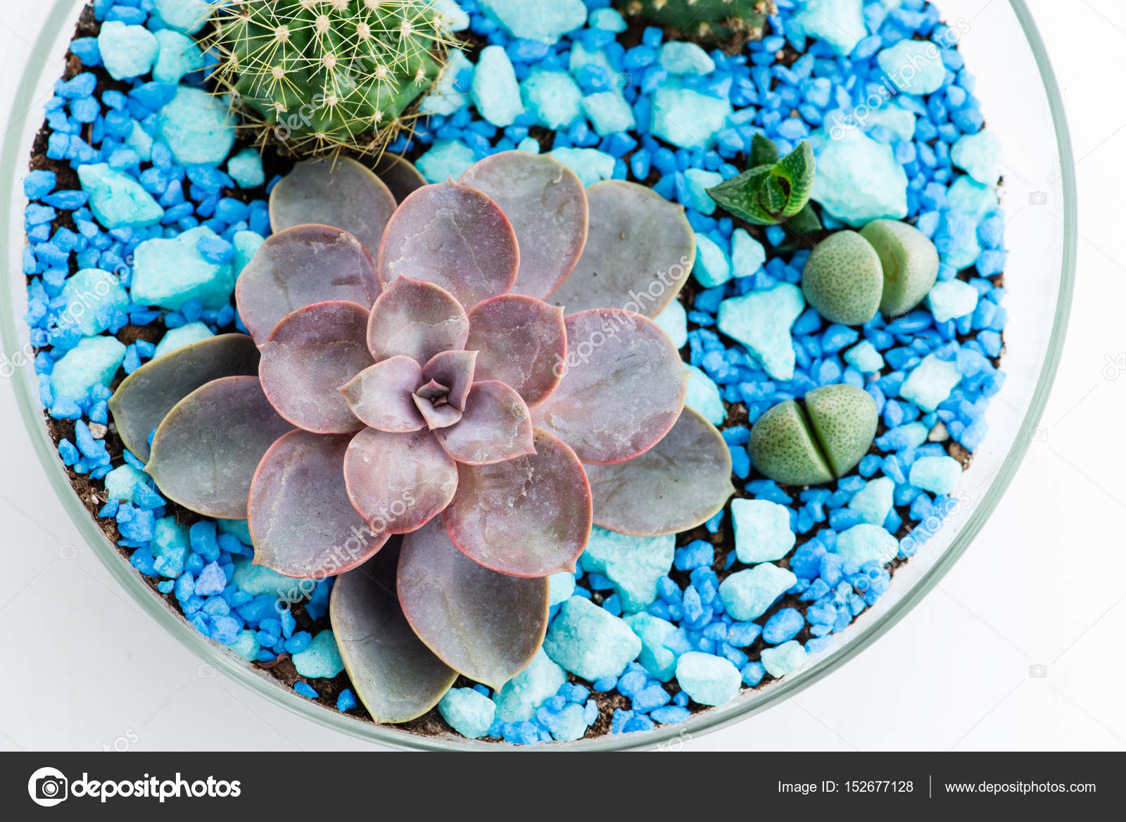 Florarium in glass pots with cacti and succulents Stock Photo by ...