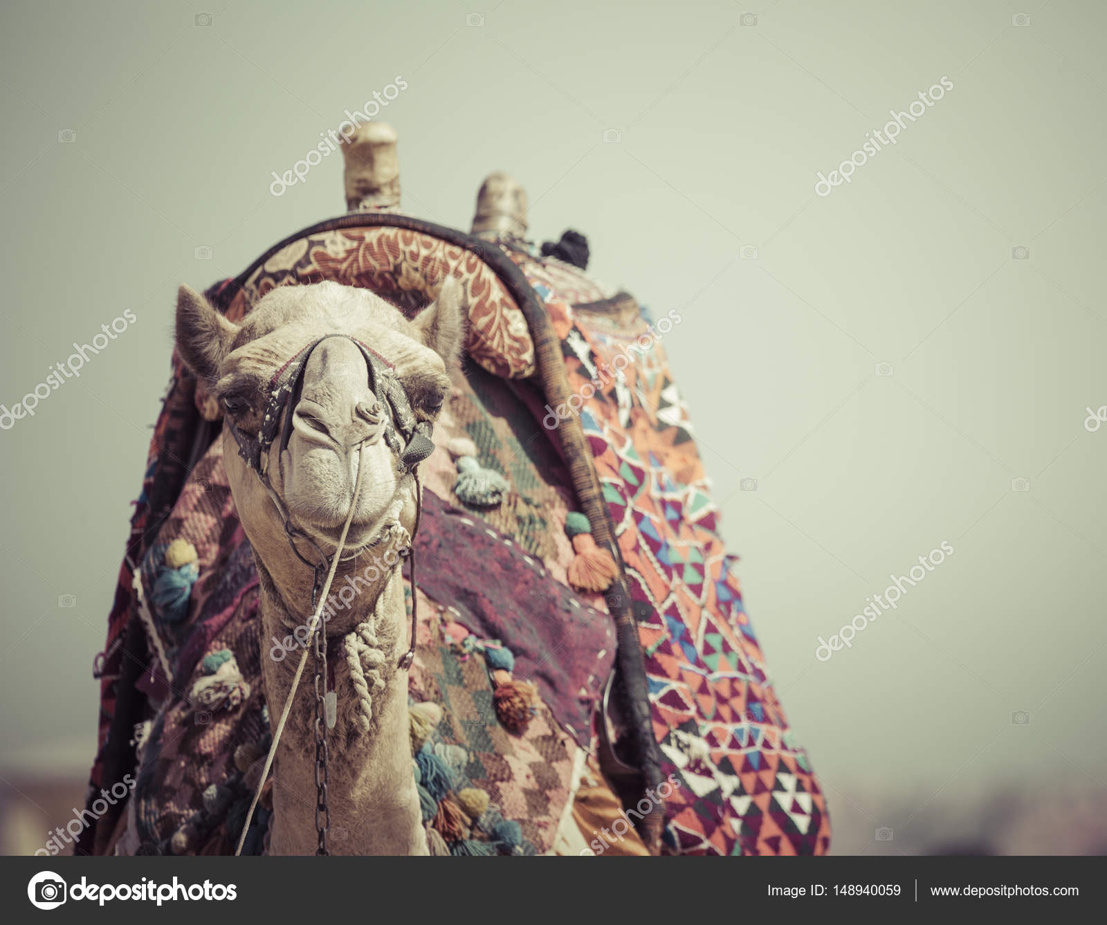 Egyptian Camel at Giza Pyramids background. Tourist attraction - Stock ...