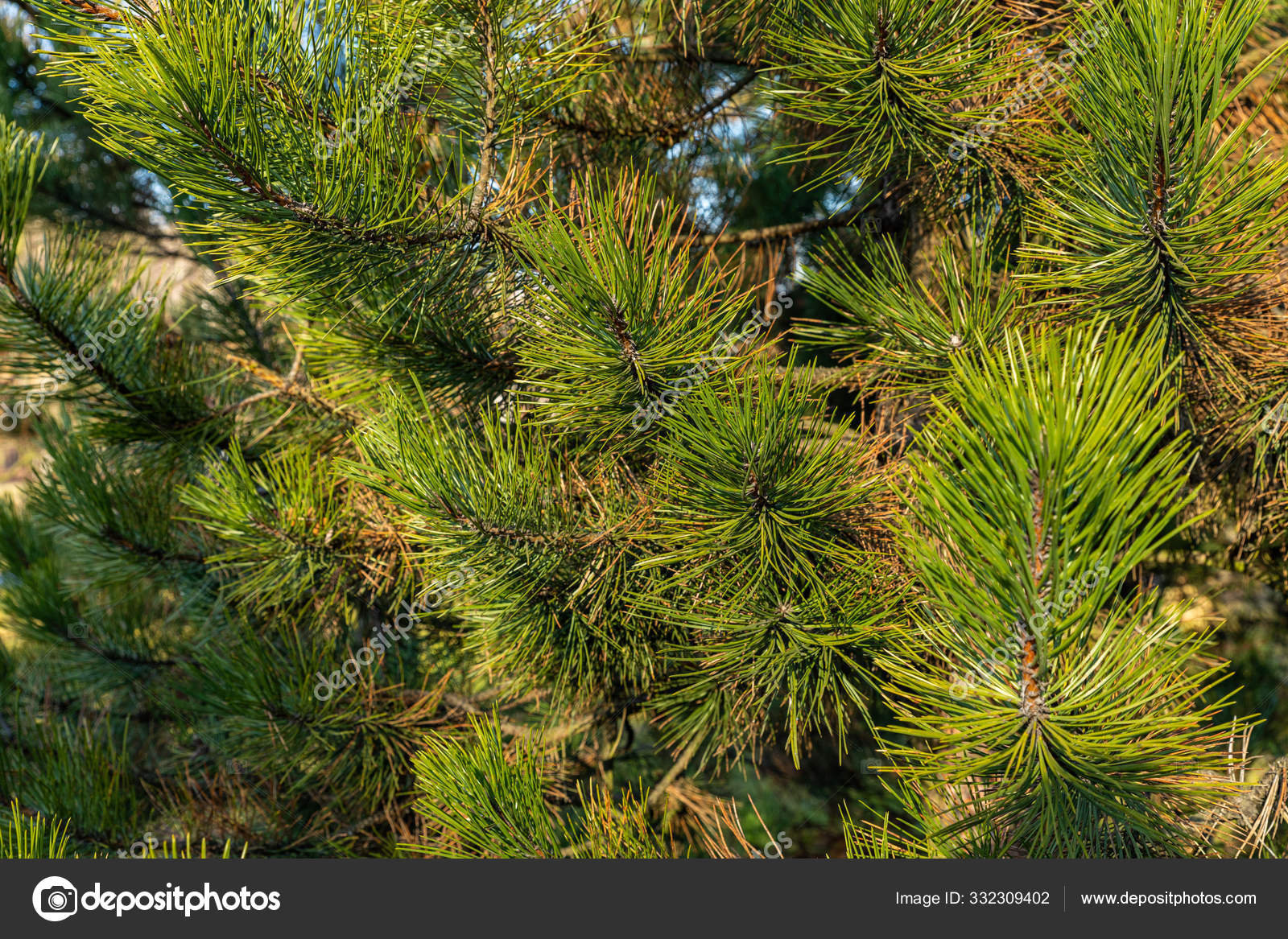 Fresh green close-up of pine tree. — Stock Photo © Curioso_Travel ...