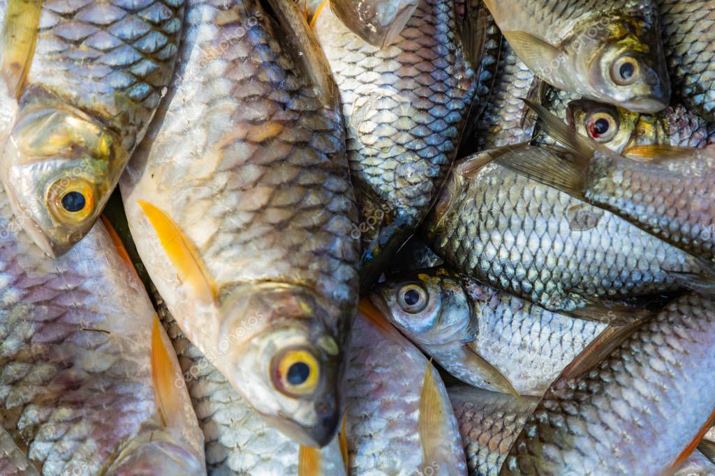 Los peces forman el río Khong hasta el mercado local en los laos de Vientiane. 2022