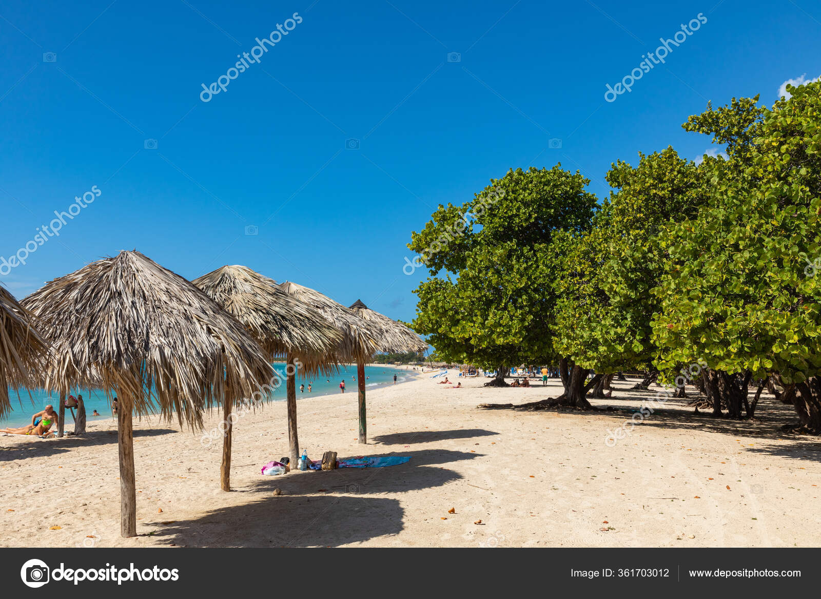Trinidad Cuba Coconut Exotic Beach Palm Tree Entering Sea Background ...