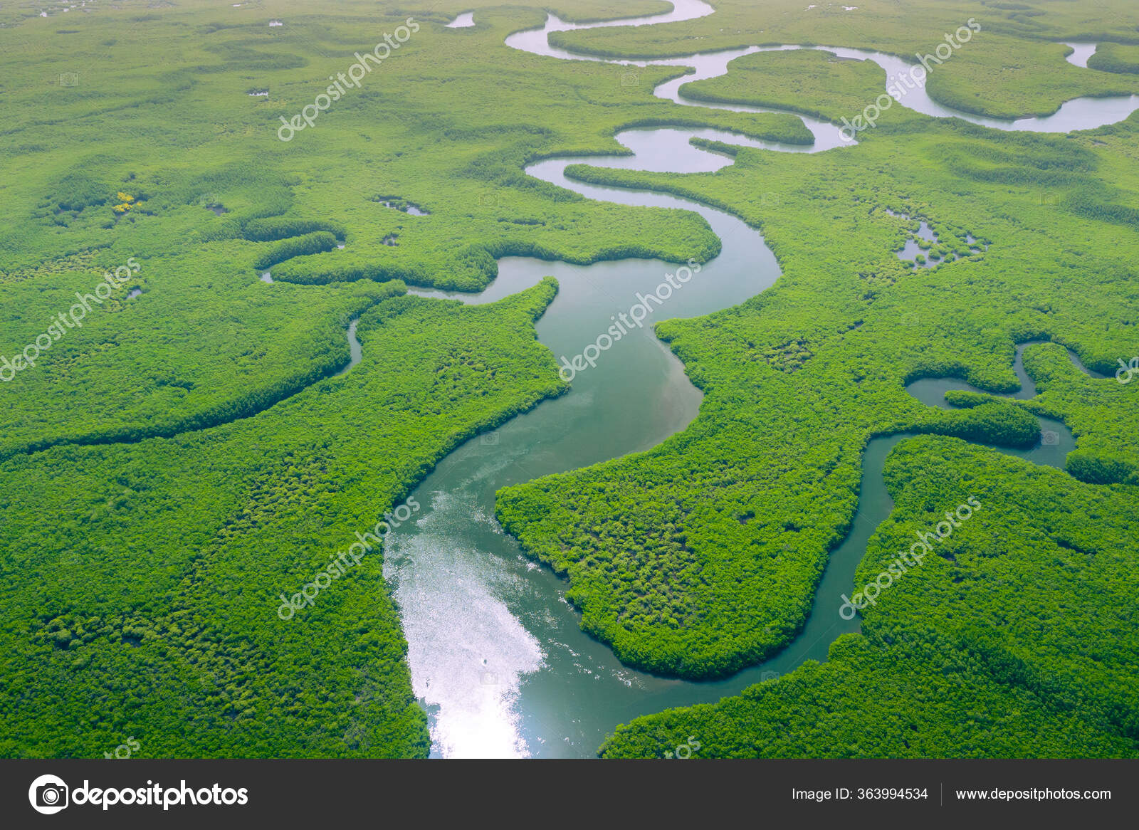 Amazon Rainforest Birds Eye View