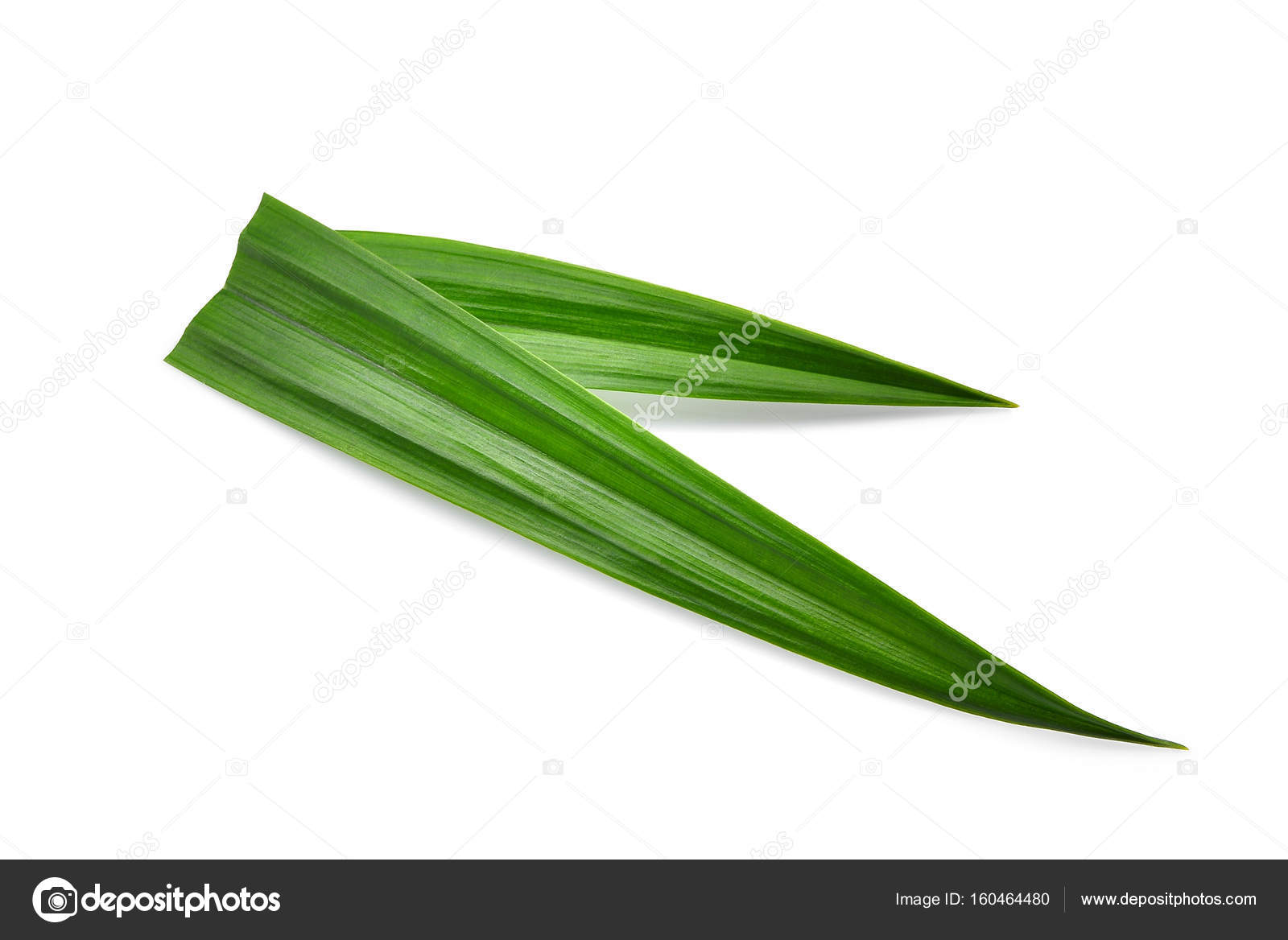 Fresh green pandan leaves isolated on white background Stock Photo by ...