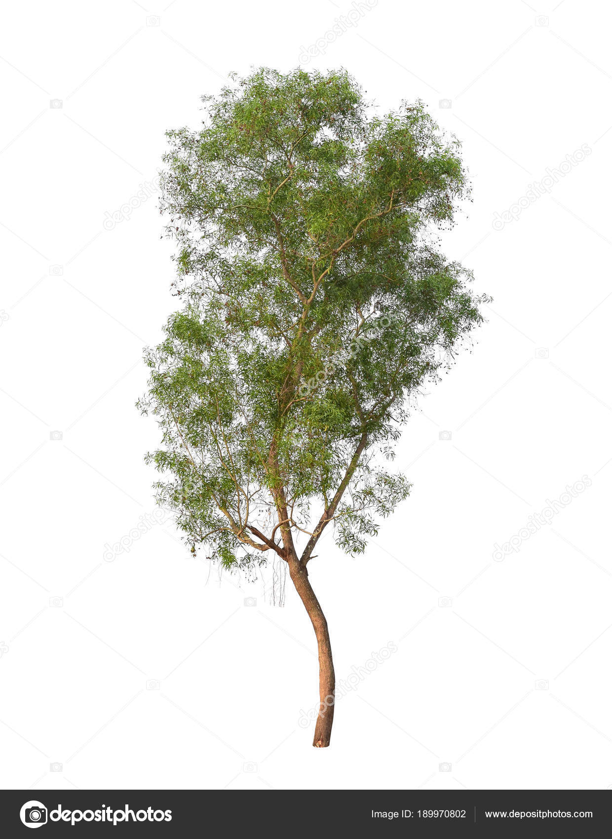 Single green tree isolated on white background Stock Photo by ...