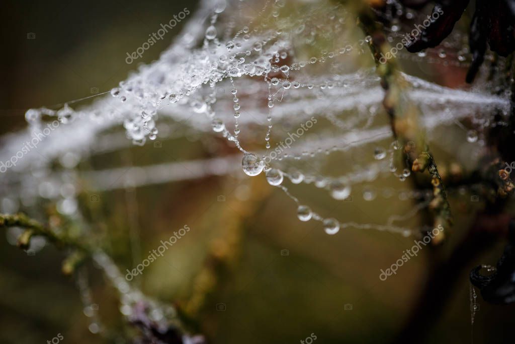 Las gotas del rocío en la telaraña después de la lluvia por la mañana 2023