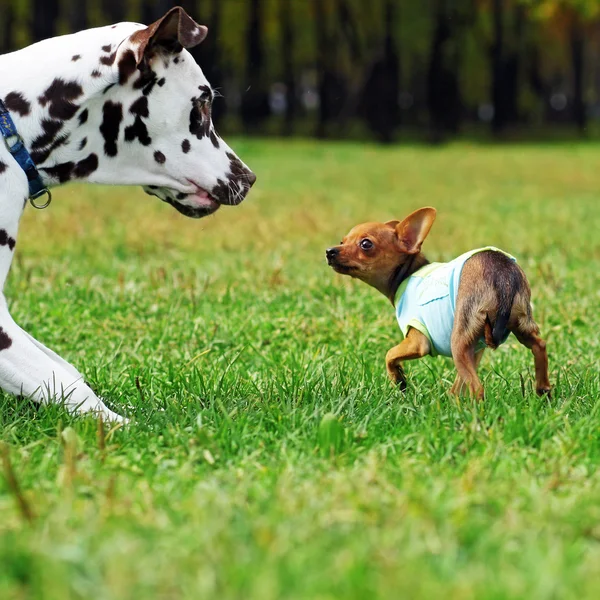 Small dog toy Terrier likes to play with her Dalmatian, scared f ...