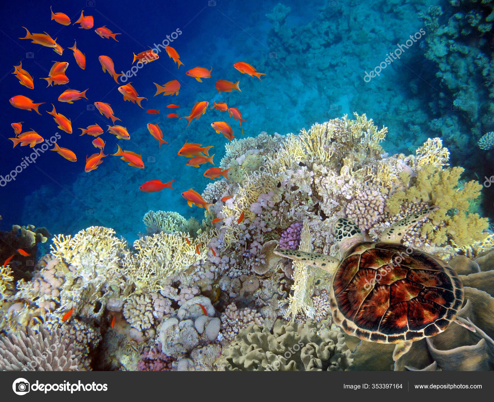 Best Coral Reef Locations Red Sea Largest Natural Structures World ...
