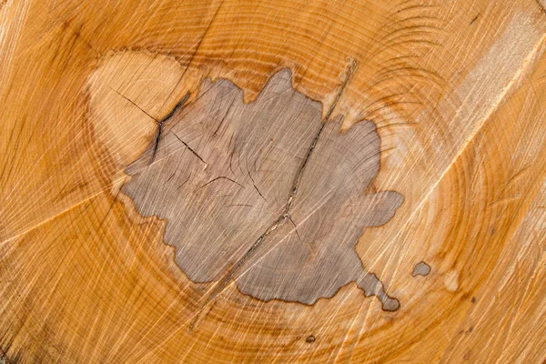 Beech tree Stock Photos, Royalty Free Beech tree Images | Depositphotos