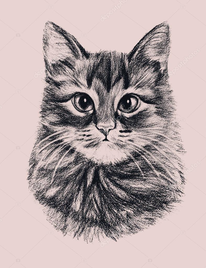 Hand drawn cat Stock Illustration by ©khorzhevska #129372550