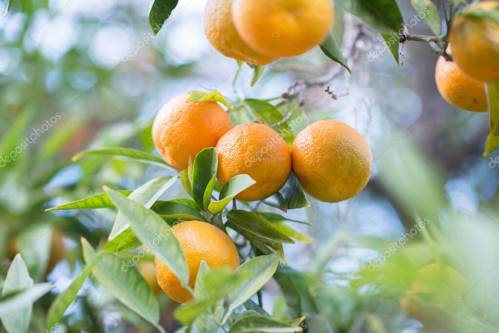 rbol de mandarina con frutas maduras. Naranjo mandar n. Mandarina. Rama con mandarinas frescas ...