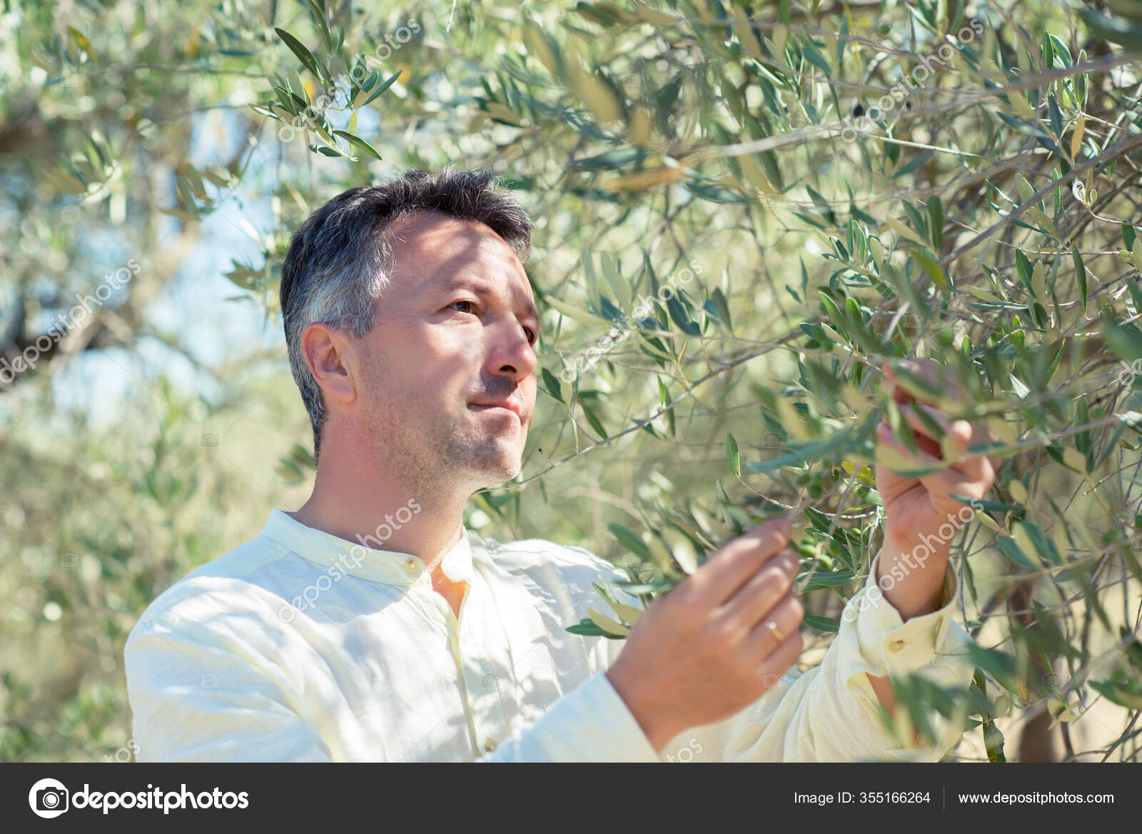 Olive Trees Handsome Man Posing Olive Trees Garden Male Portrain ...